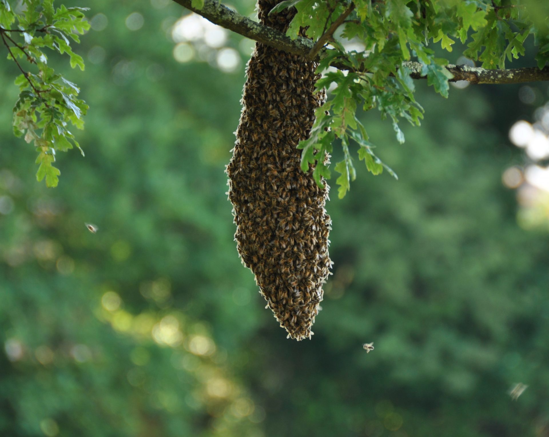 Honeybee Swarm - Dane County Beekeepers Association